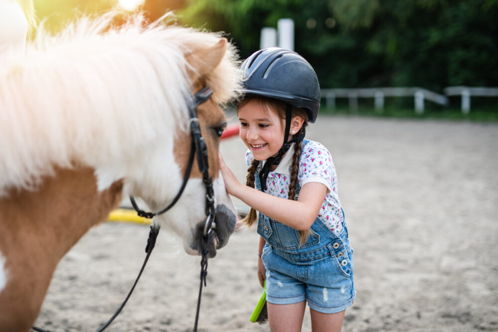 About | Shedfield Riding School